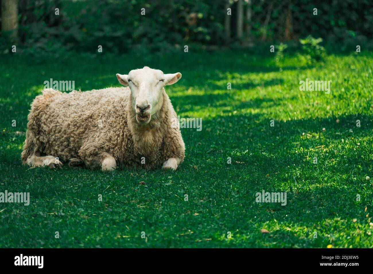 Sheep talking hi-res stock photography and images - Alamy