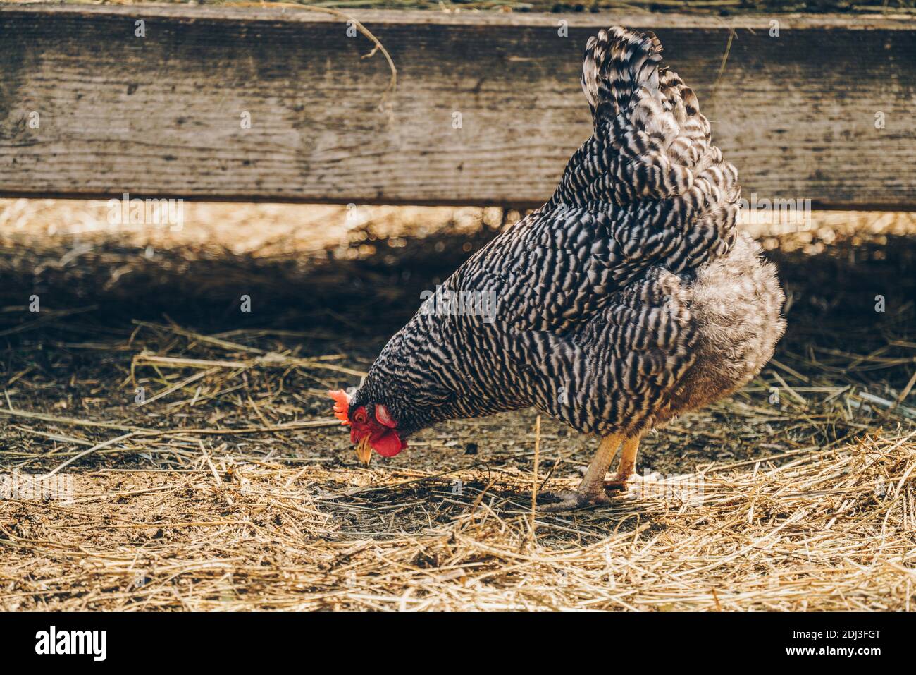 Speckled hen hi-res stock photography and images - Alamy
