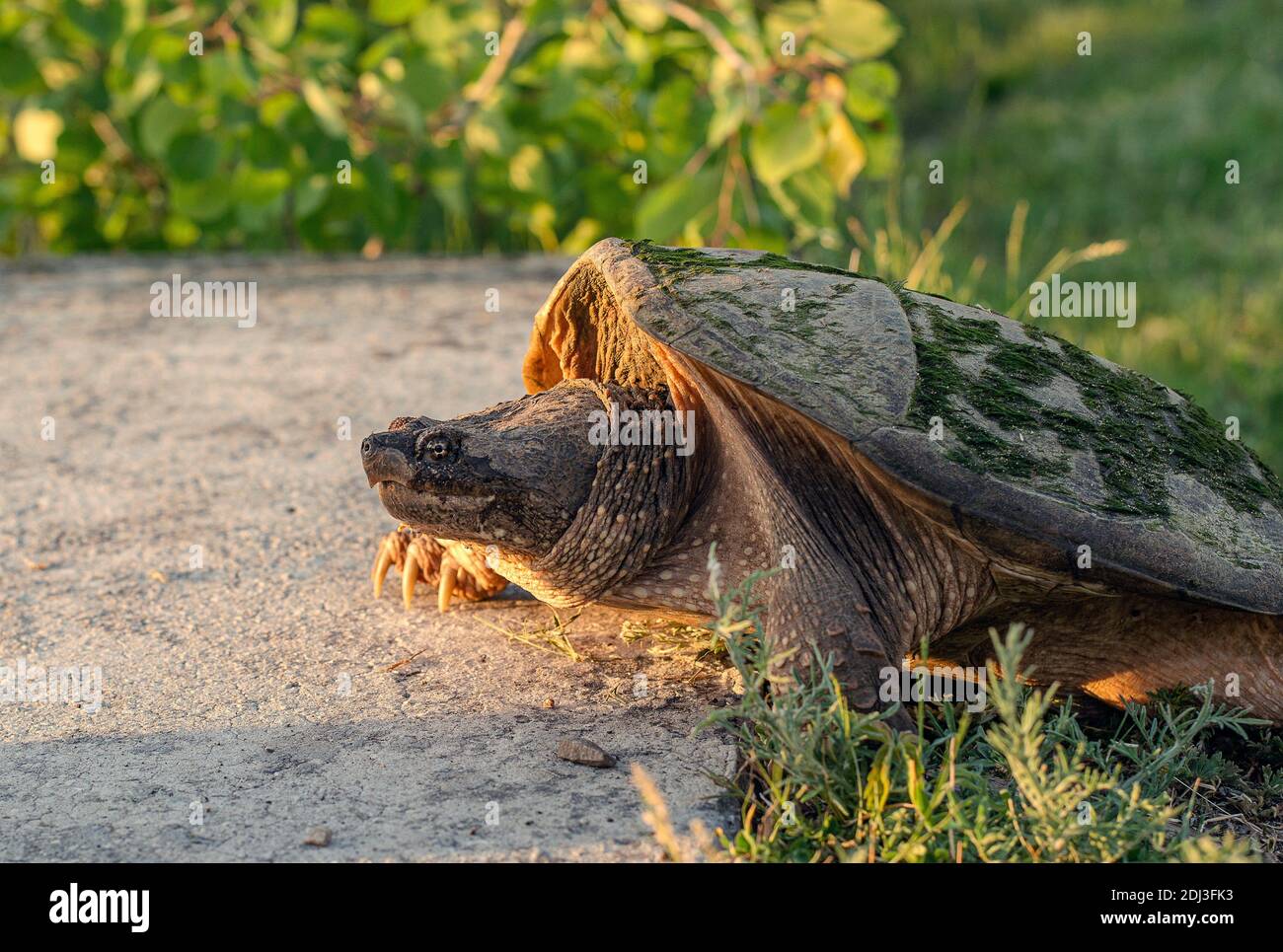 Turtle steps hi-res stock photography and images - Alamy