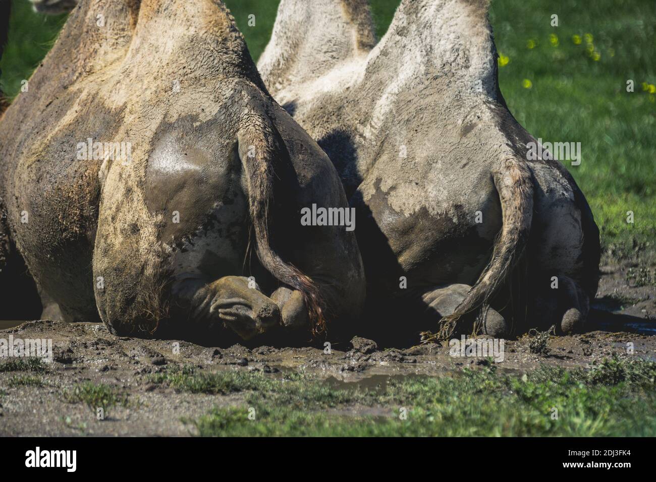 two camel bums Stock Photo - Alamy