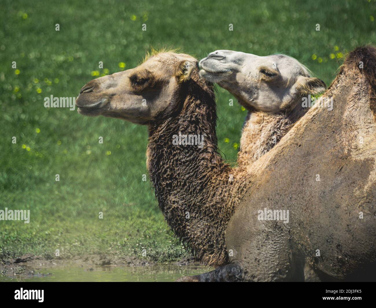 two camels side by side square Stock Photo - Alamy