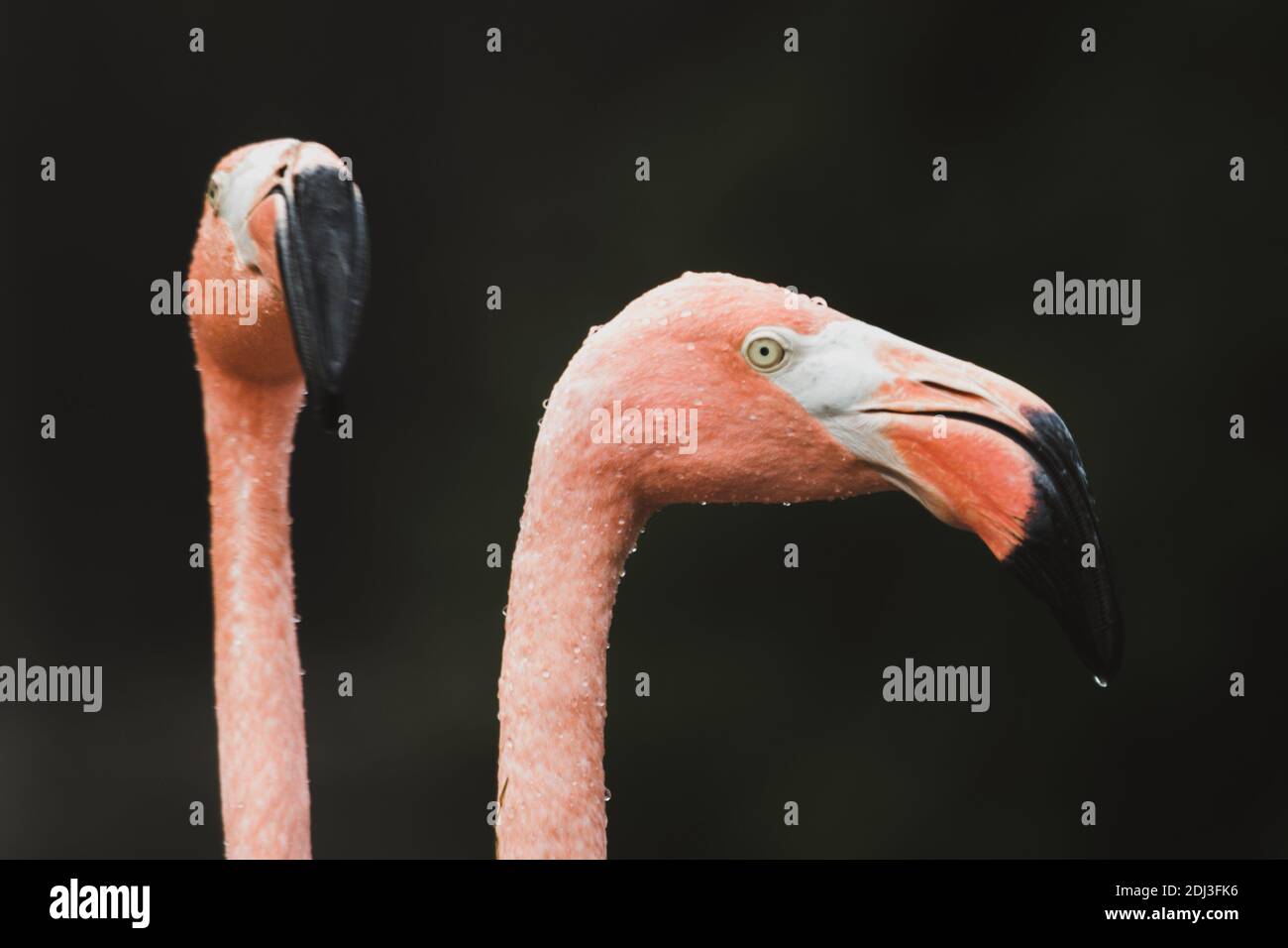 two pink flamingo faces Stock Photo - Alamy