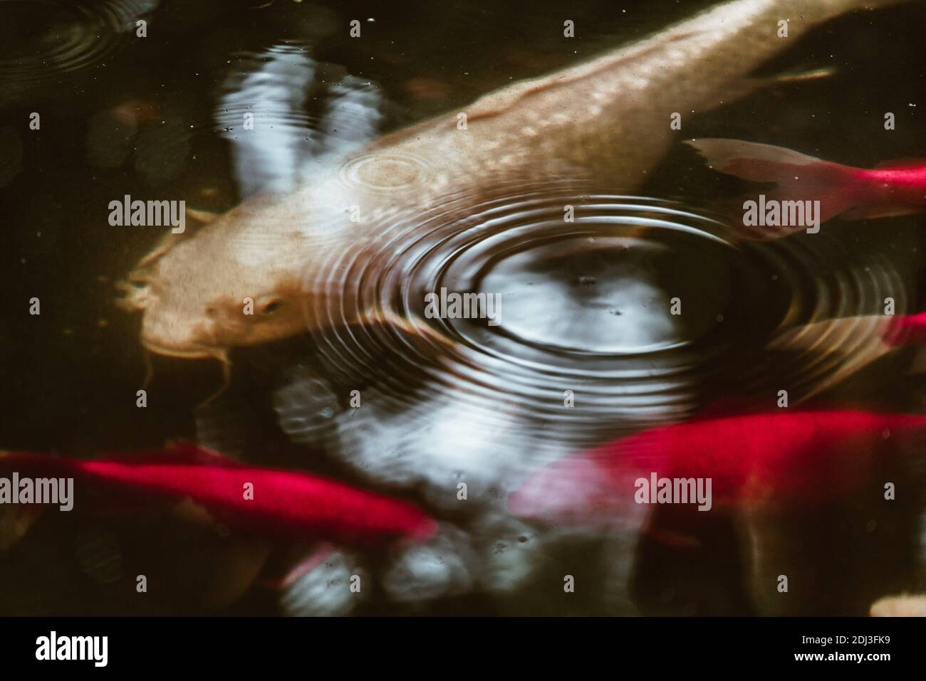 Pond fish nature video hi-res stock photography and images - Alamy