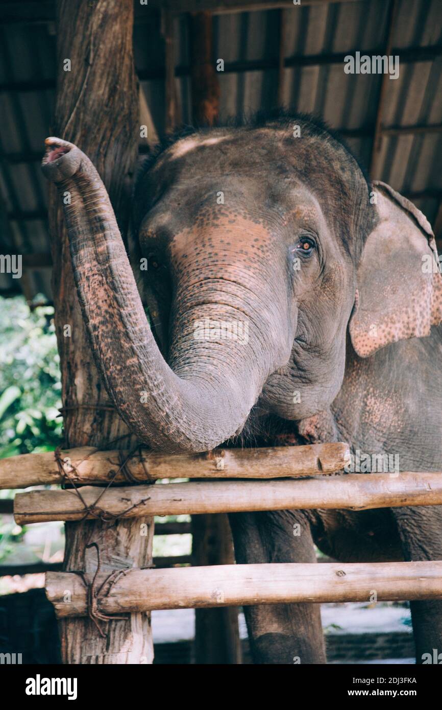 waving elephant trunk Stock Photo - Alamy