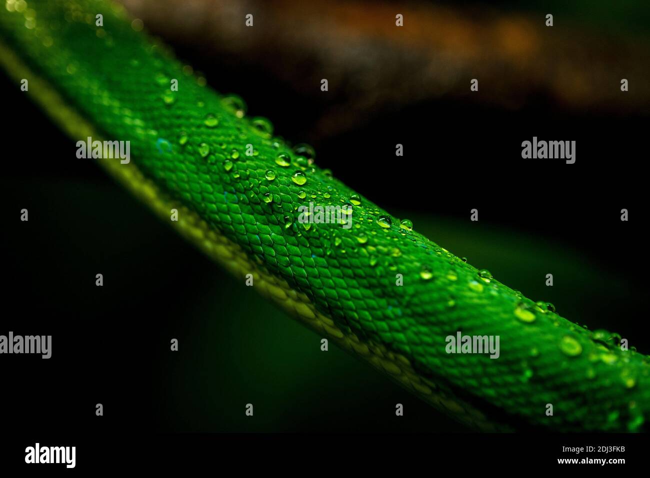 Wet snake hi-res stock photography and images - Alamy