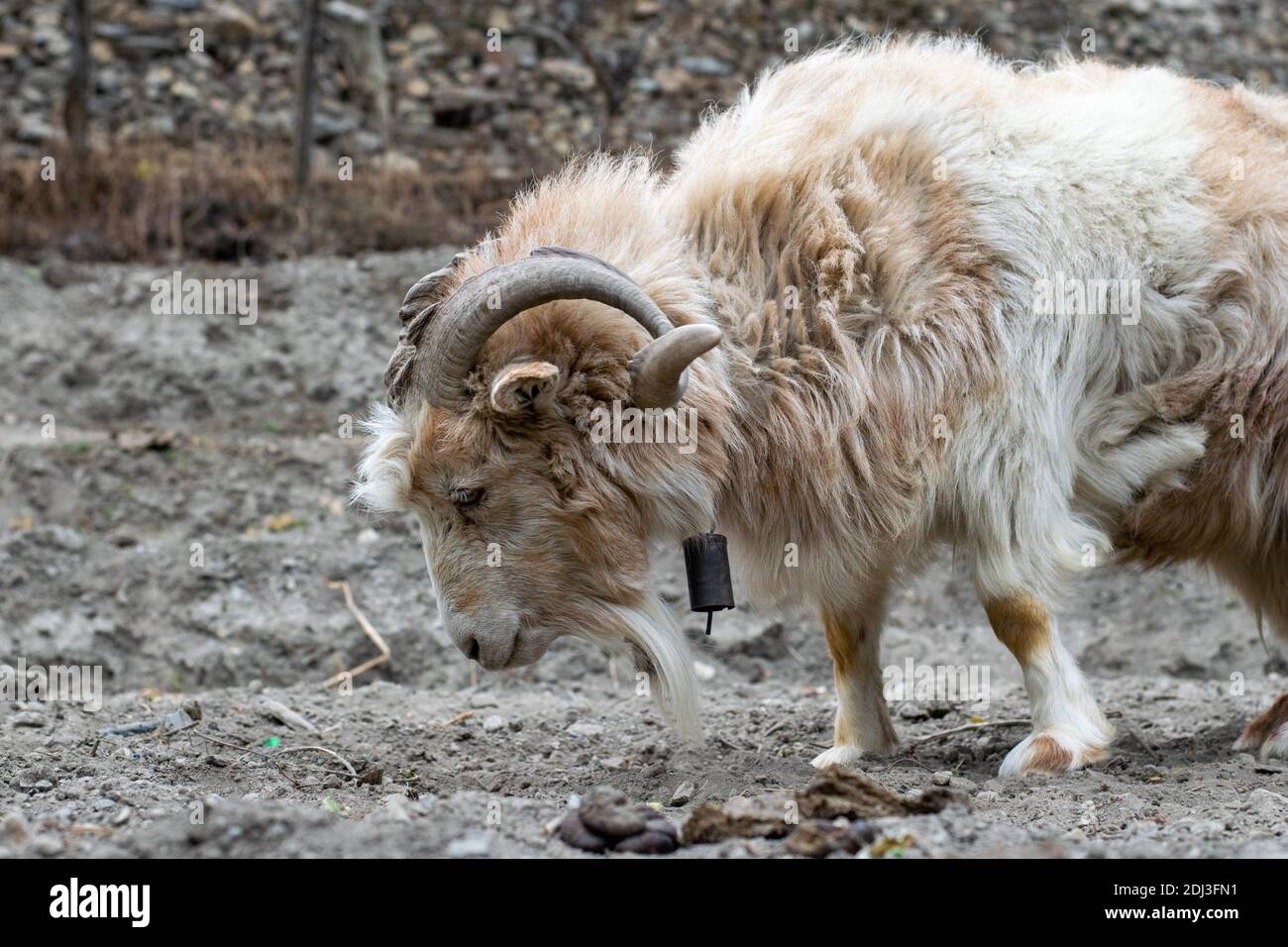 woolly goat with bell Stock Photo - Alamy