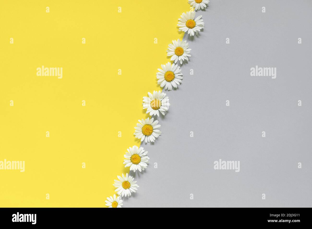 Row white chamomile flowers on yellow and grey color background in ...