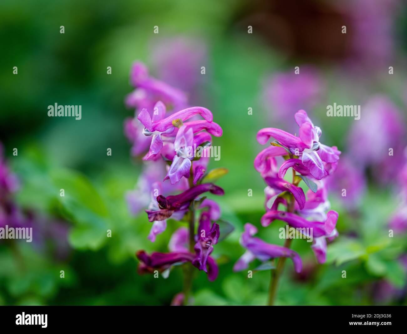 Small Violet Orchids growing in the wild on a meadow in Germany Stock ...