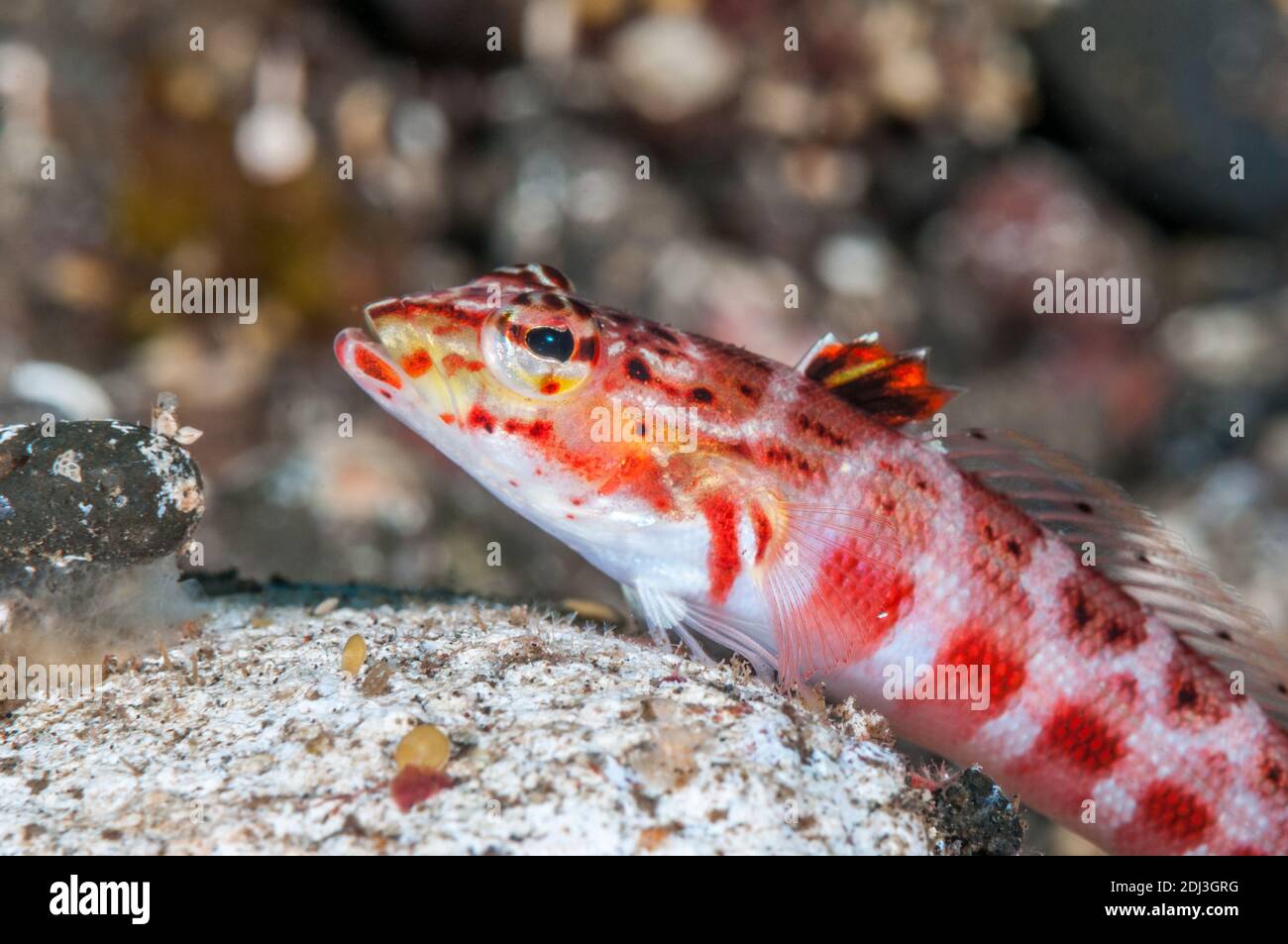 Parapercis schauinslandii hi-res stock photography and images - Alamy