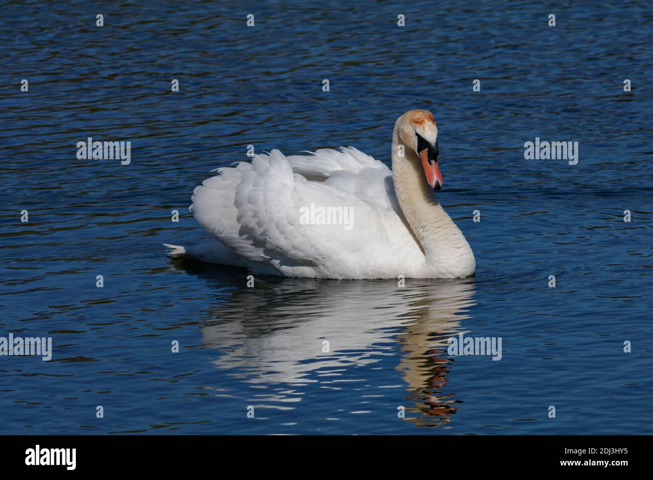 Swan with reflection Stock Photo - Alamy