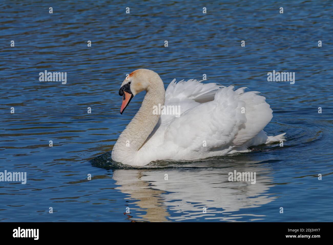 Swan with reflection Stock Photo - Alamy
