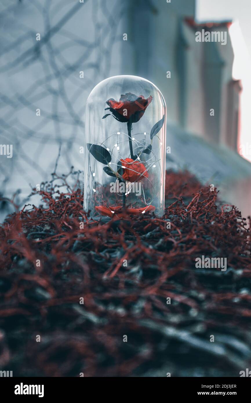 The Enchanted Rose from Beauty and the Beast with vivid red colors ...
