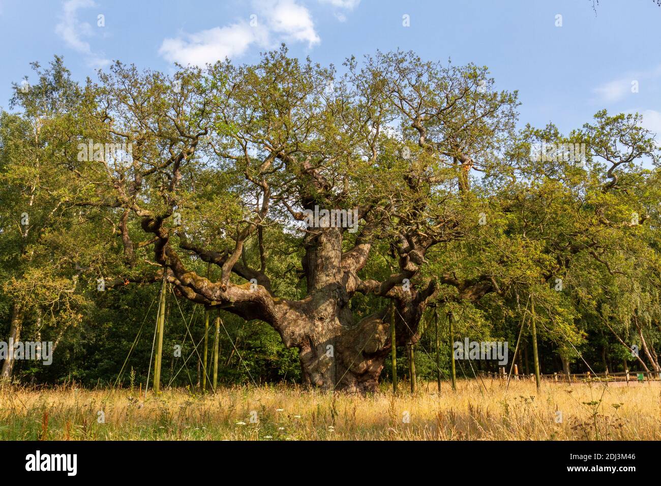 Oak tree supports hi-res stock photography and images - Alamy