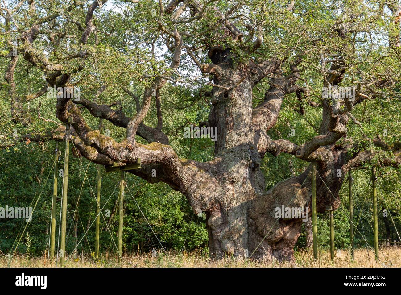 Robin hood tree hi-res stock photography and images - Alamy