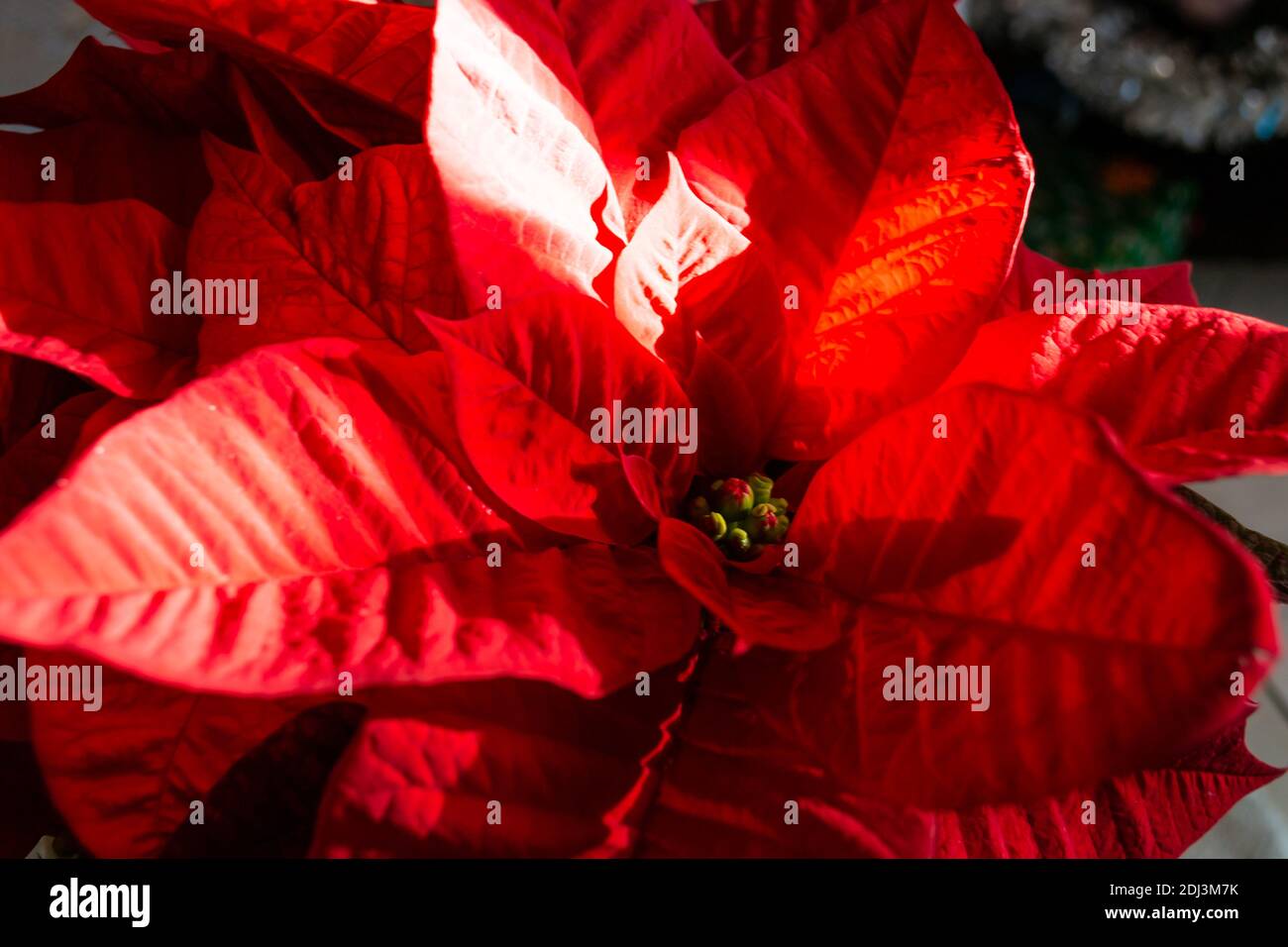 Poinsettia, commonly called "Christmas Star" is a plant native to ...