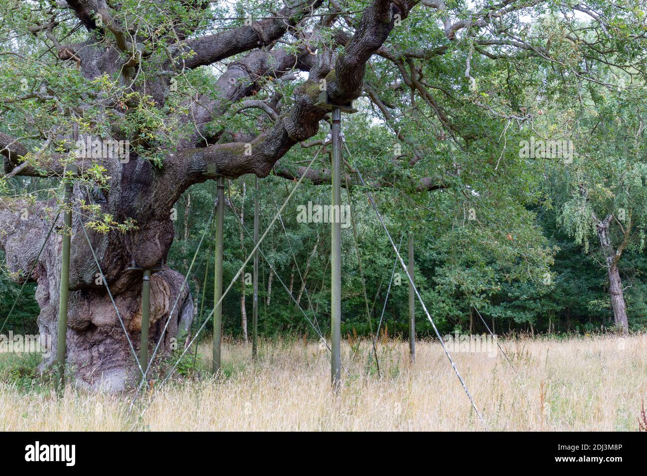 The metal struts supporting the Major Oak, Sherwood Forest ...