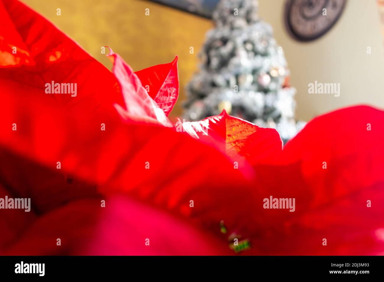 Poinsettia, commonly called "Christmas Star" is a plant native to ...