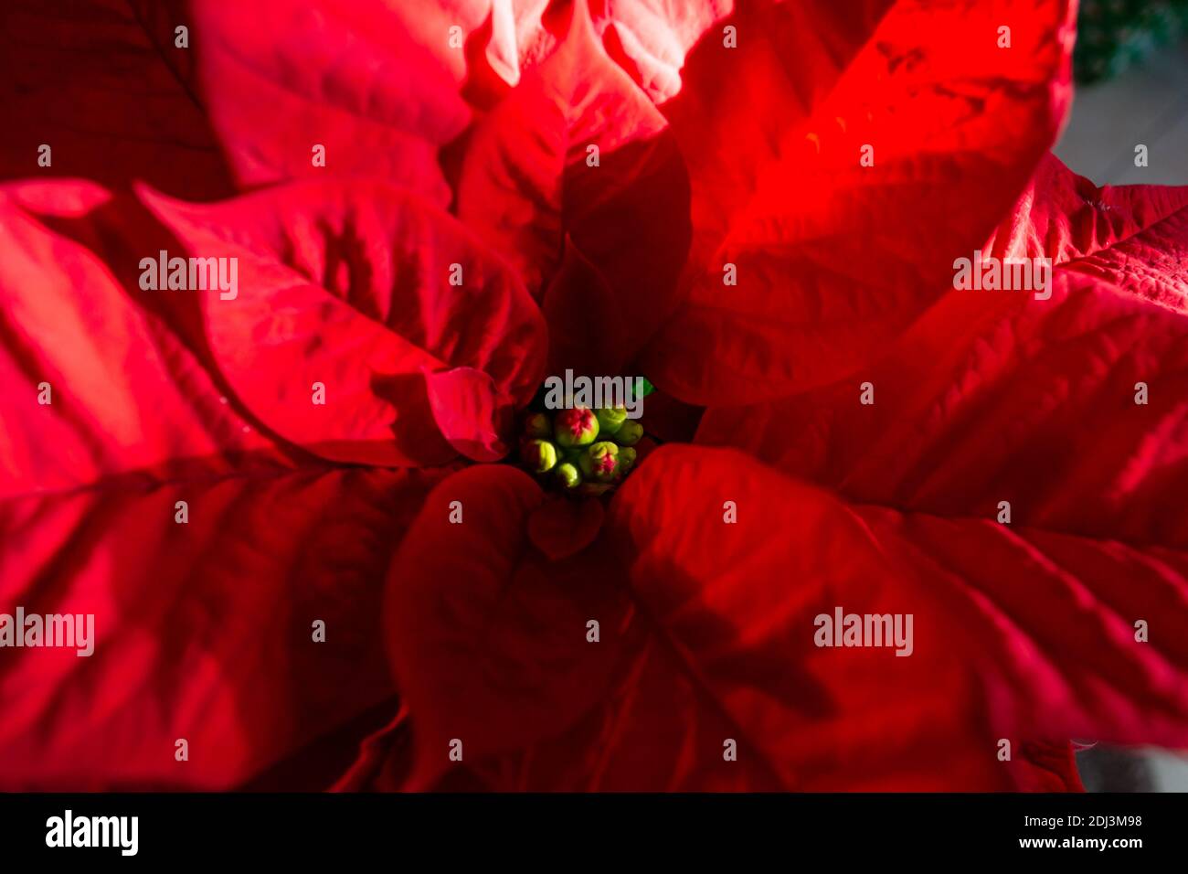 Poinsettia, commonly called "Christmas Star" is a plant native to ...