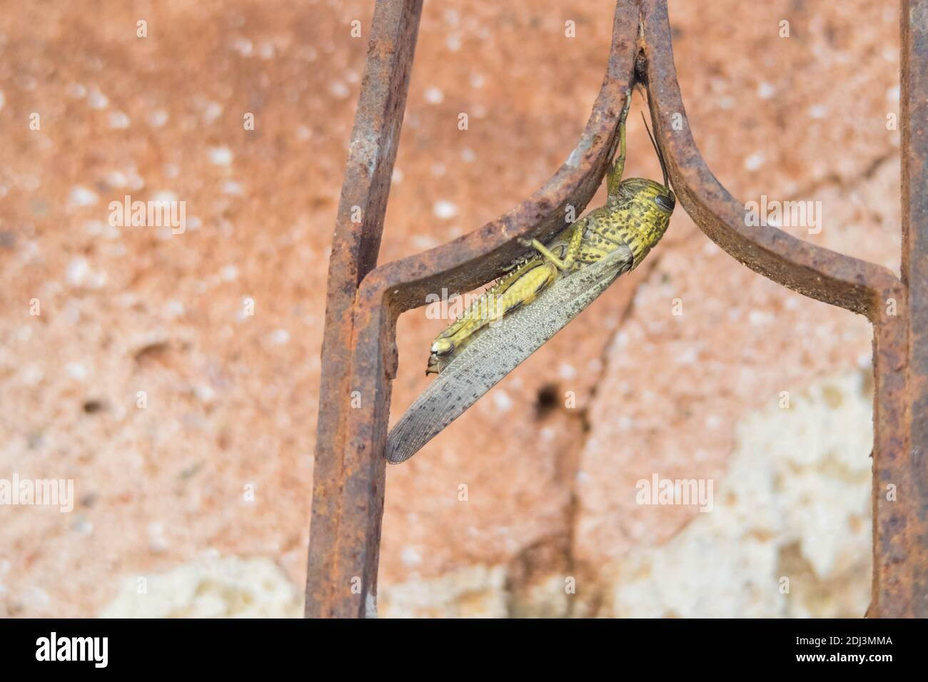 A big yellow grasshopper on a rusty metal gate Stock Photo - Alamy