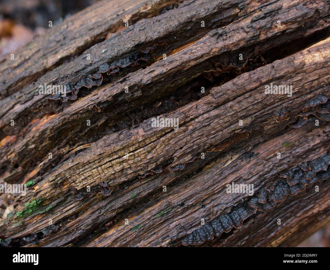 Furrowed tree bark hi-res stock photography and images - Alamy