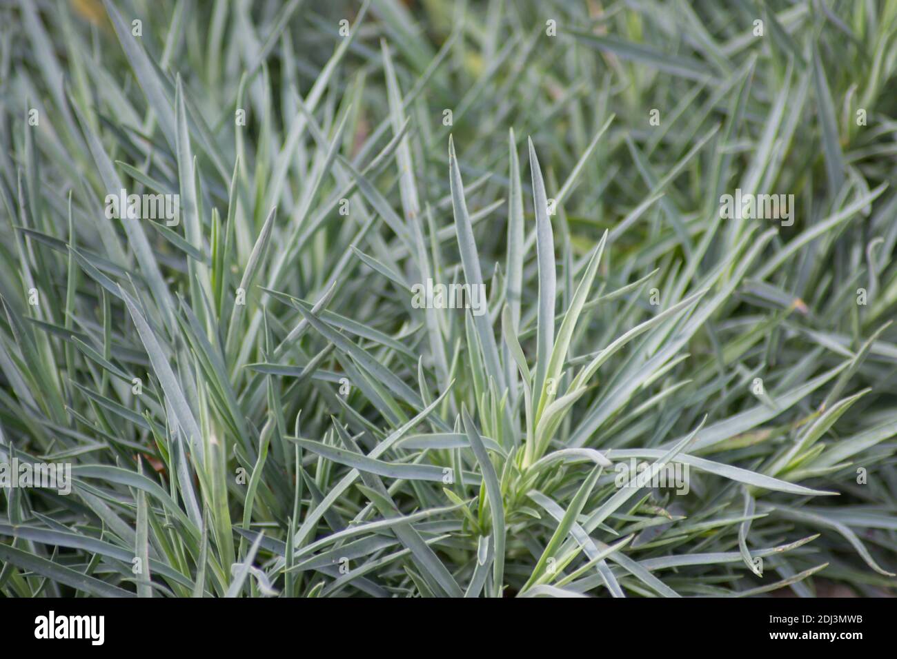 Green grass texture in the garden, natural background, outdoors, flower ...