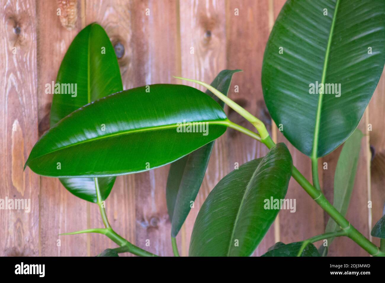 Close-up of green leaves of ficus plant, on wooden wall background ...