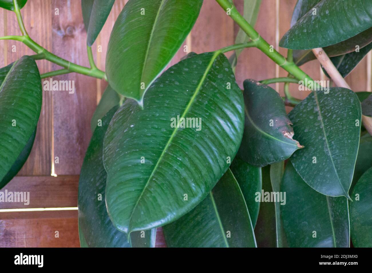 Close-up of green leaves of ficus plant, on wooden wall background ...