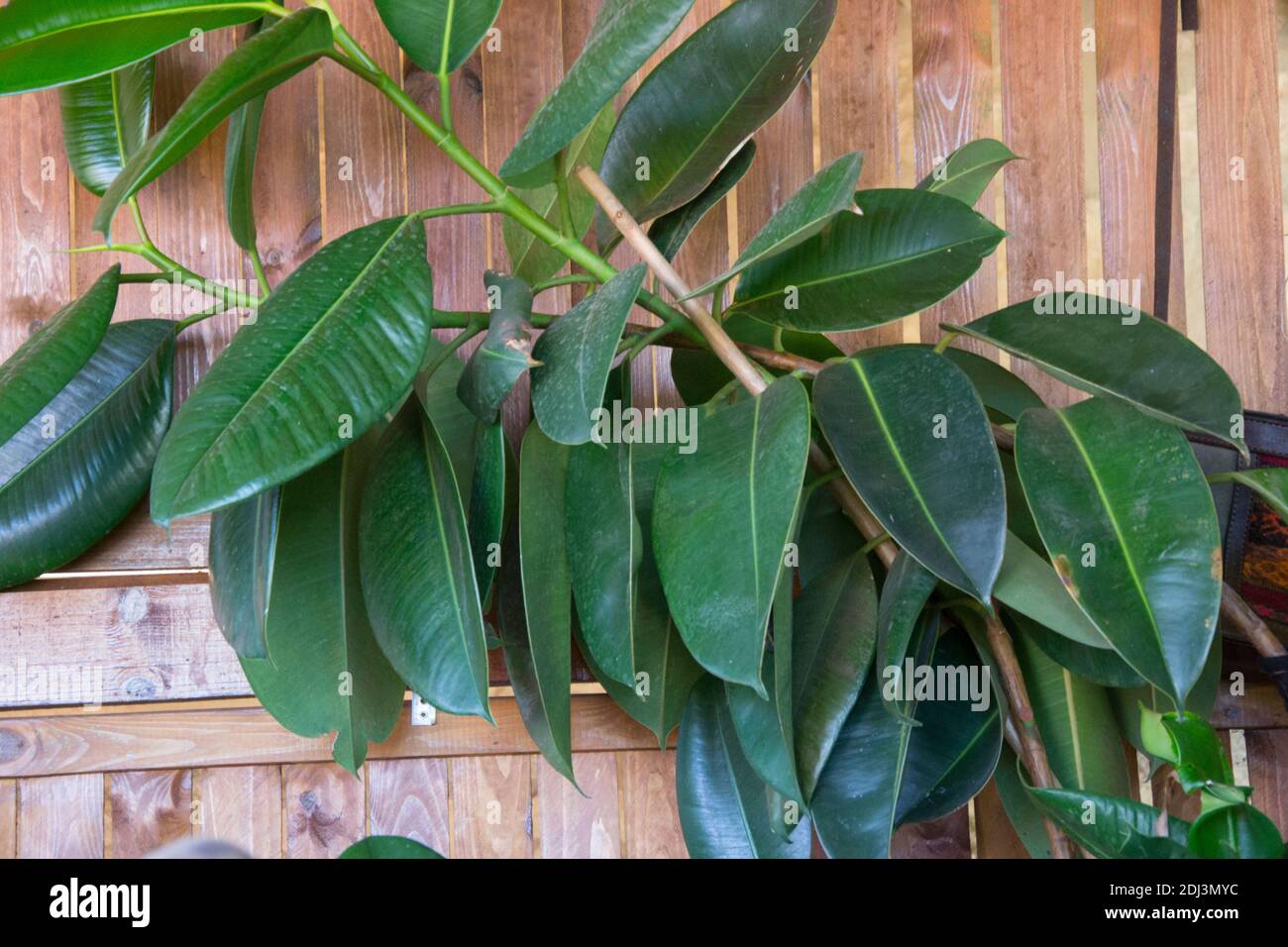 Close-up of green leaves of ficus plant, on wooden wall background ...
