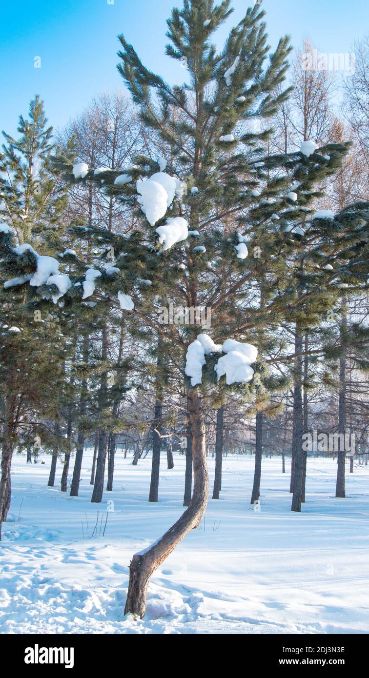 Curved tree trunk forest winter hi-res stock photography and images - Alamy