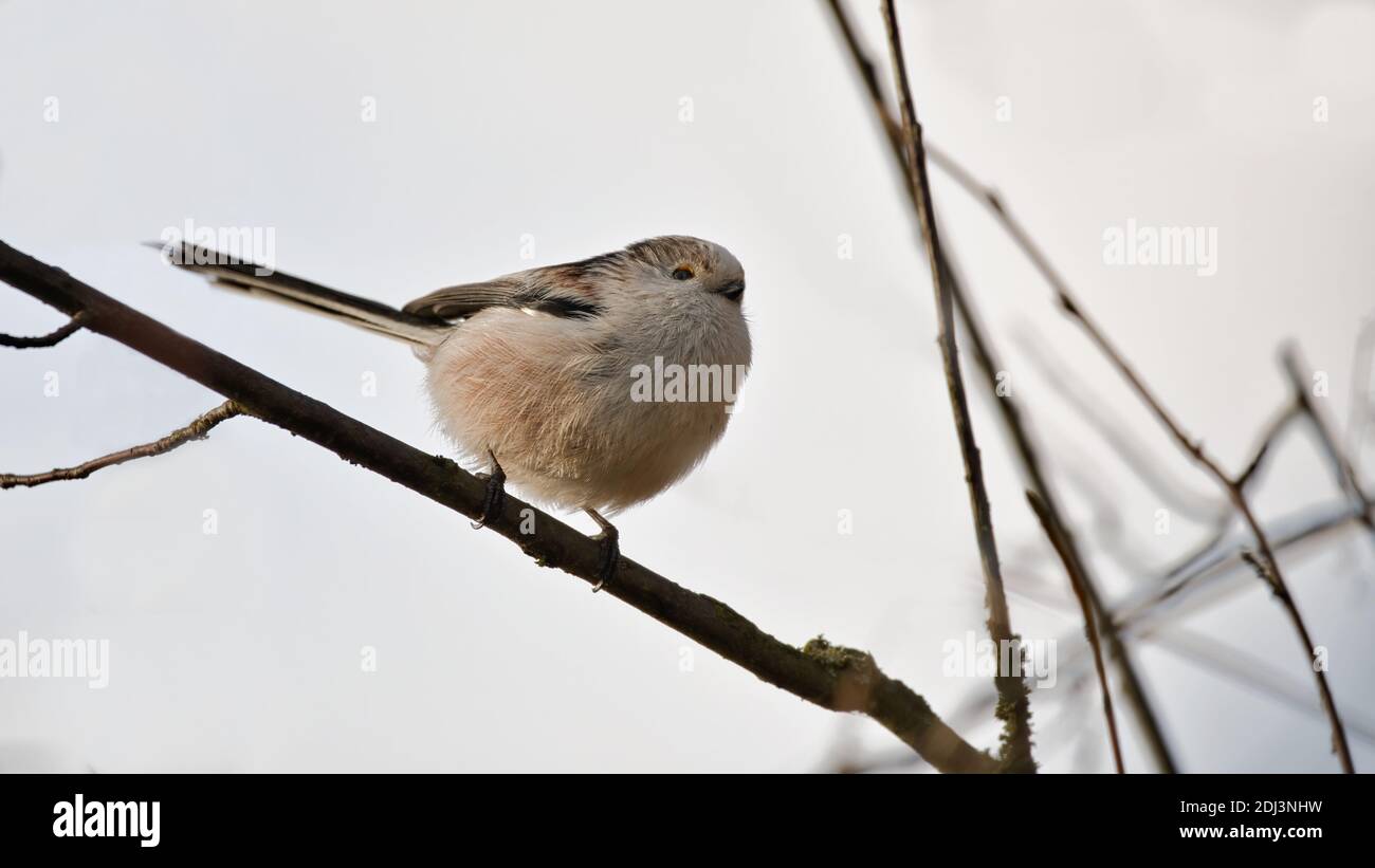 bird, natur, spatz, baum, ast, wild lebende tiere, wild, tier, winter ...