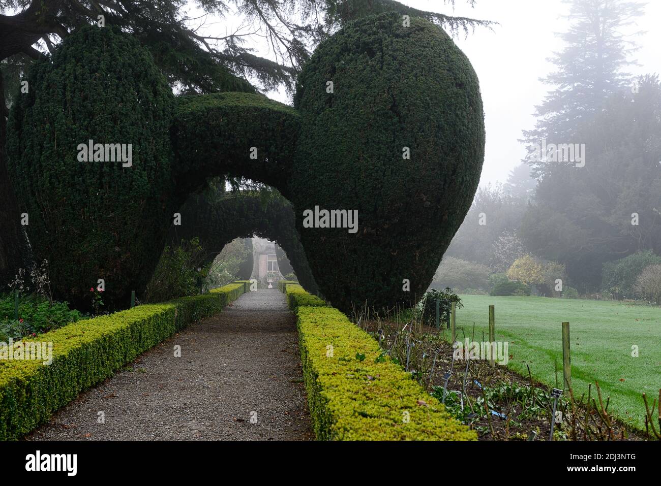 Yew pillars,yew arch,yew topiary,box hedge,formal gardens,yew garden ...