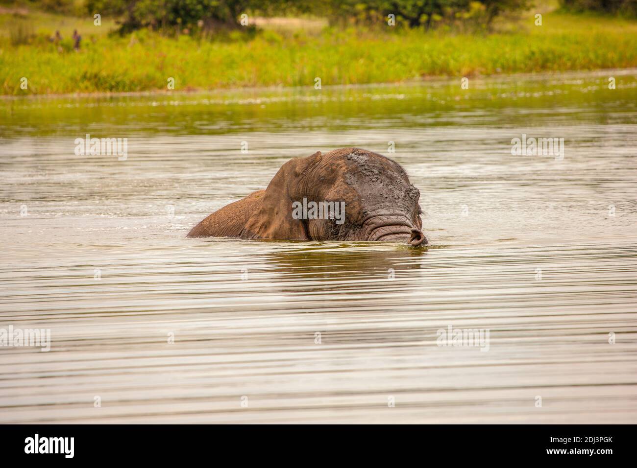 Old Elephant Bull munching shoreline grass at Lake Akagera aka Lake ...