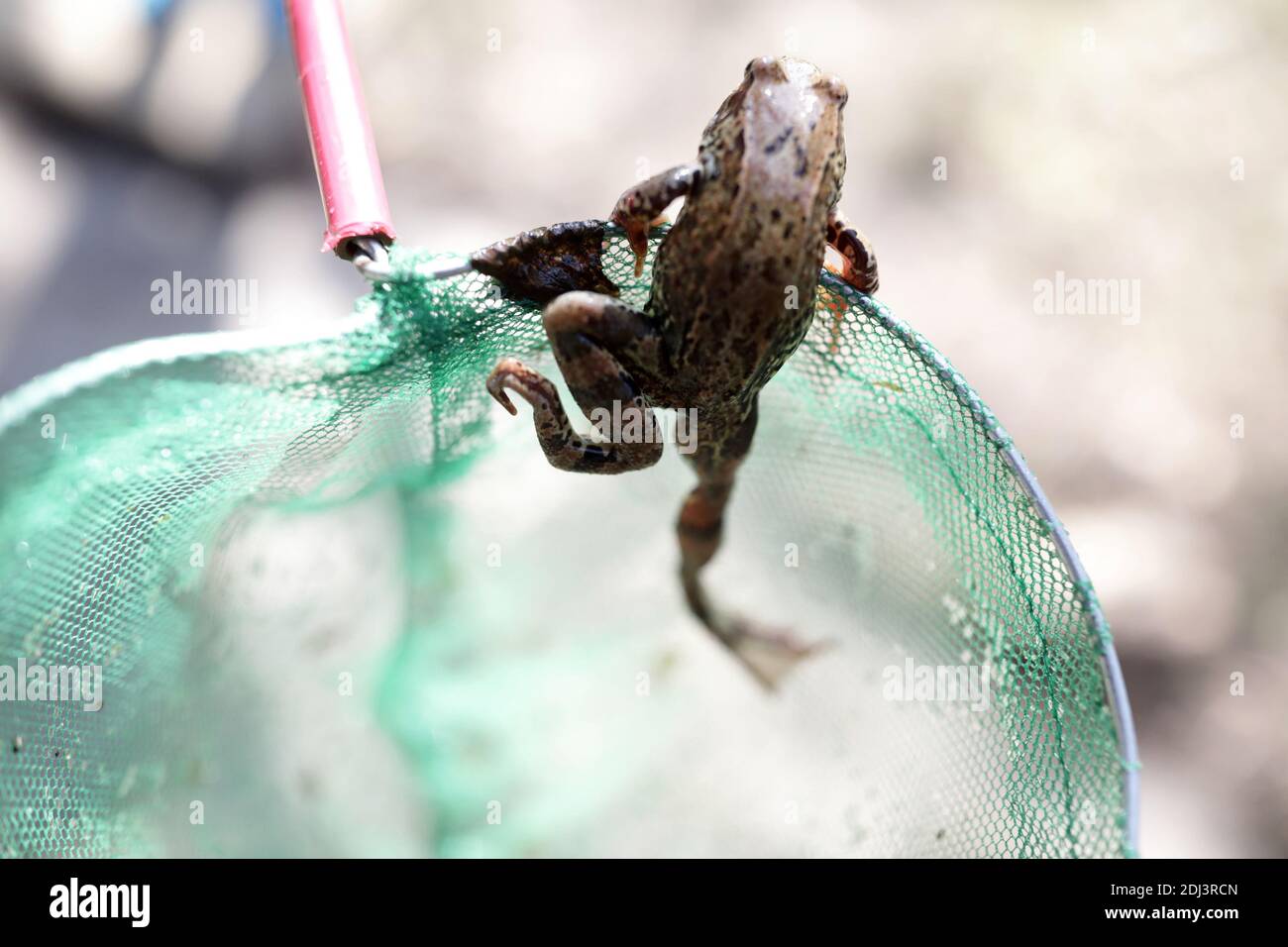 Back of caught a frog in net Stock Photo - Alamy