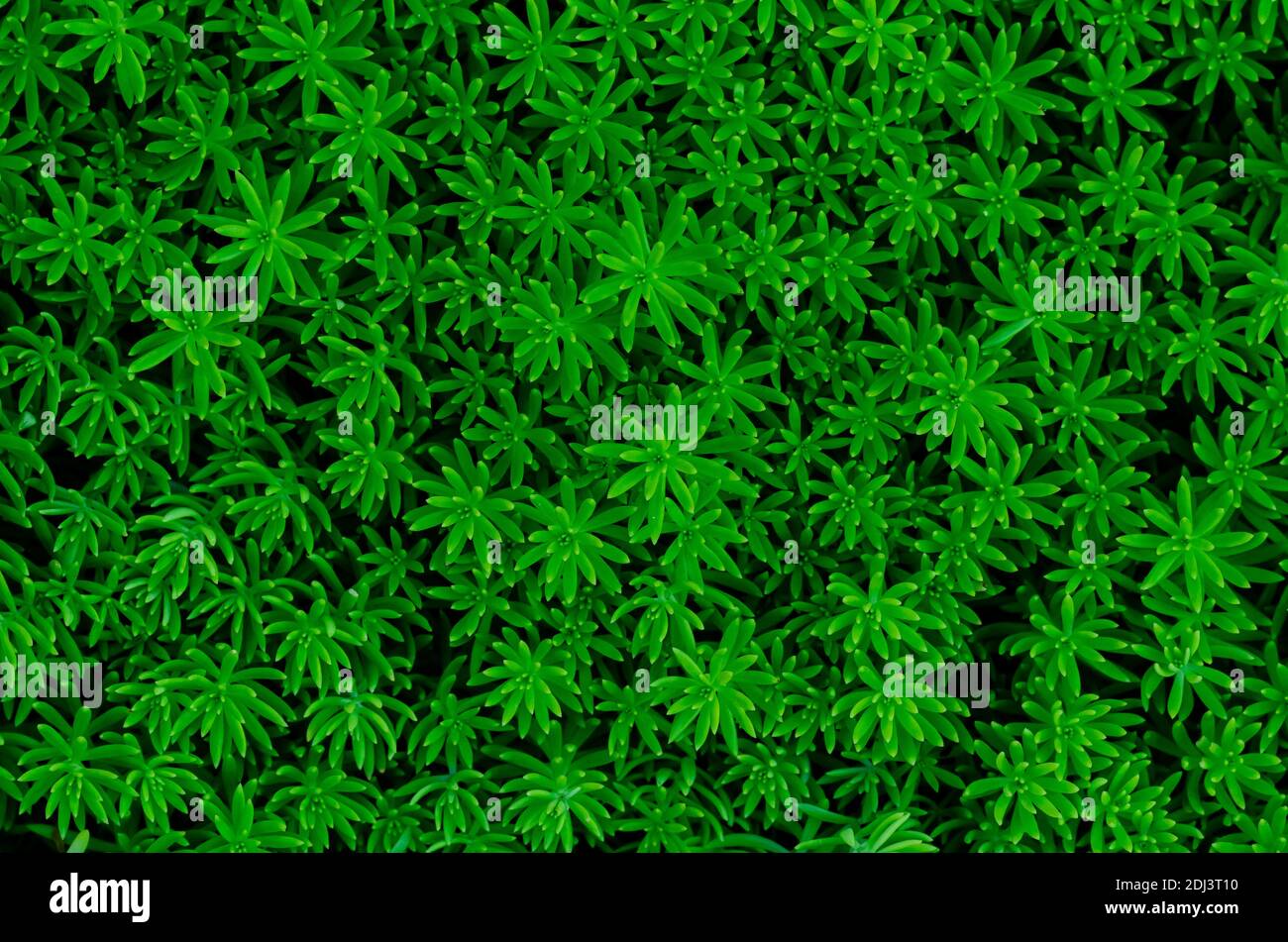 Dark foliage small trees hi-res stock photography and images - Alamy