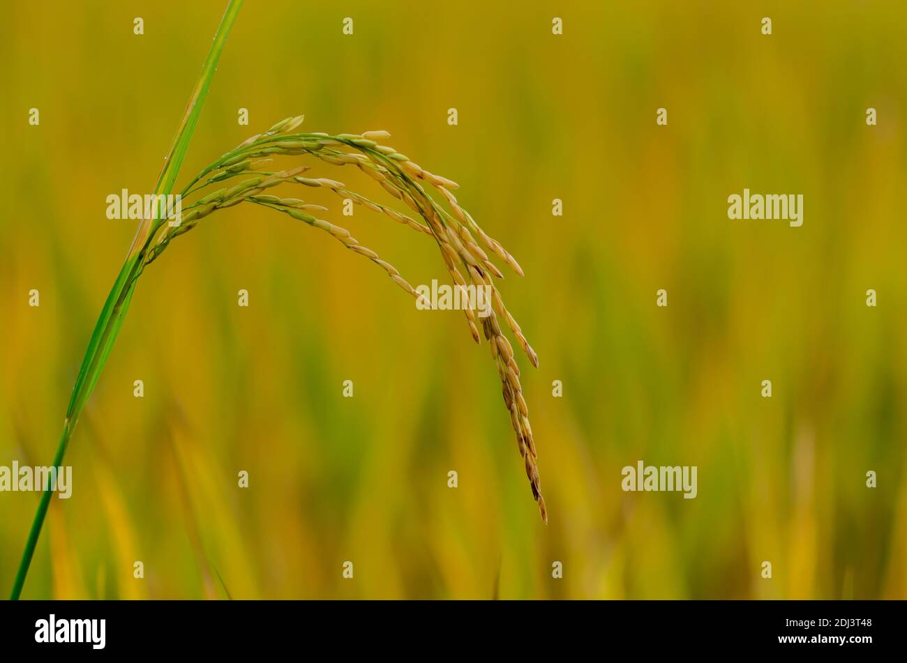 Yellow ripe rice seed with green and dry leaves at rice field in the ...