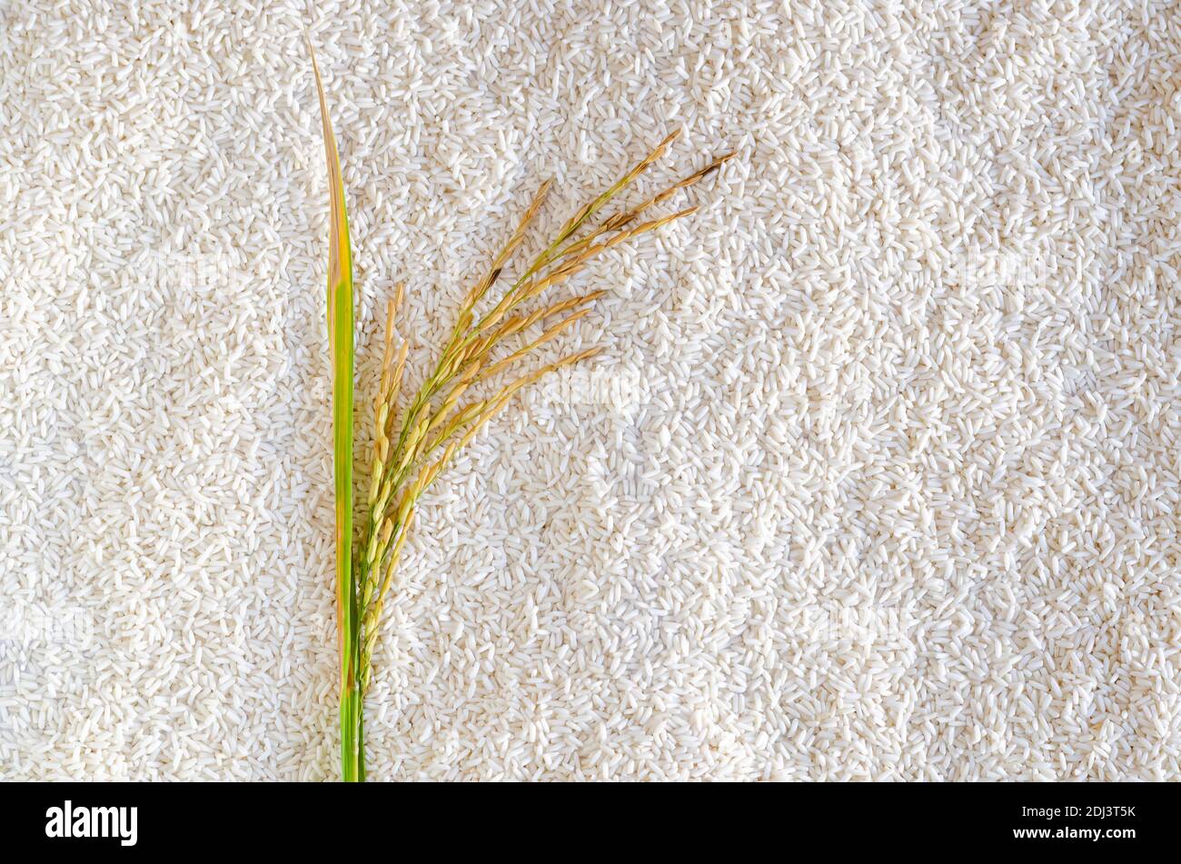 Organic ripe rice seed from its tree on white rice, glutinous rice or ...