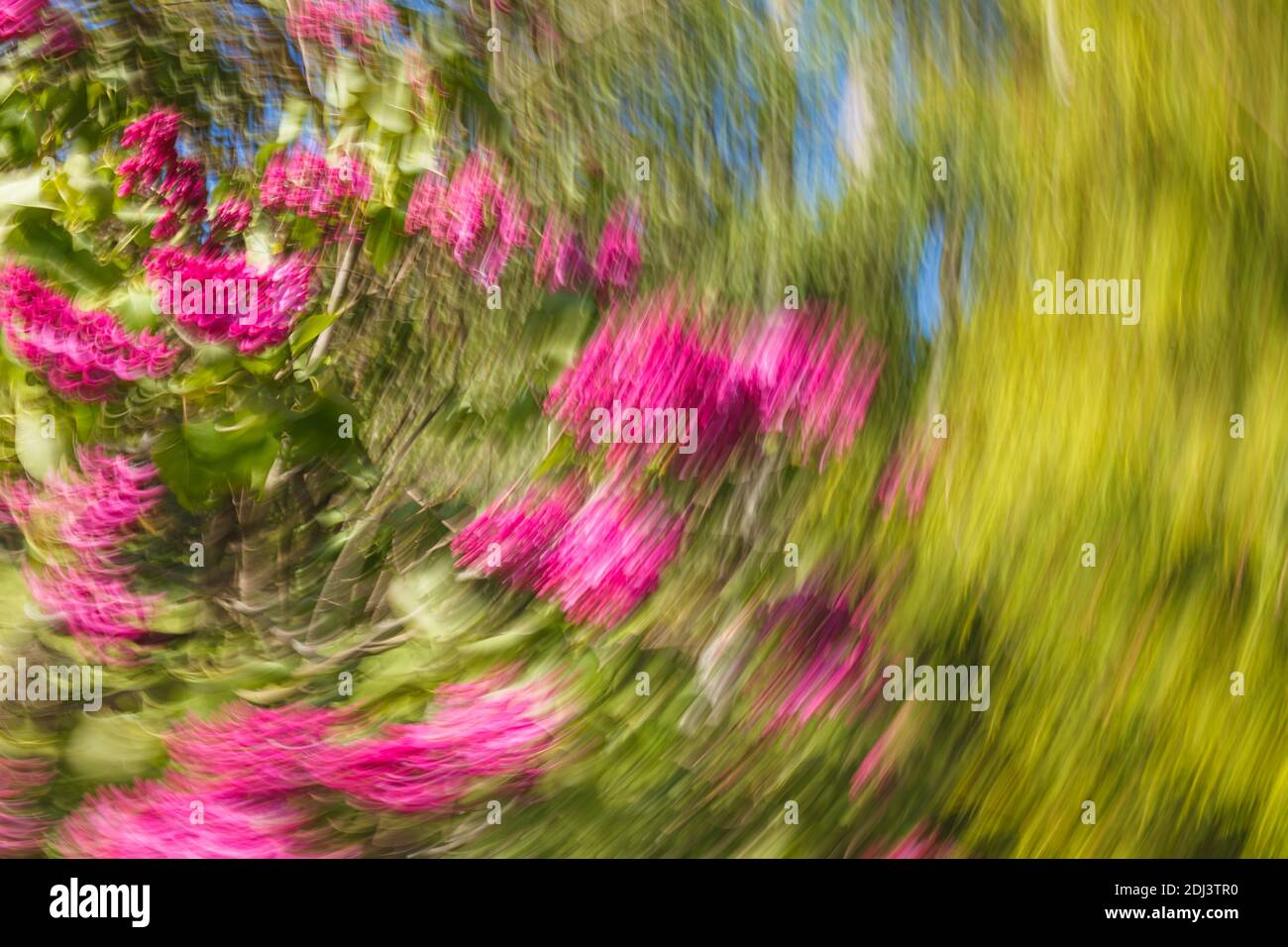 Artsy swirling motion blurred purple flowers Stock Photo - Alamy