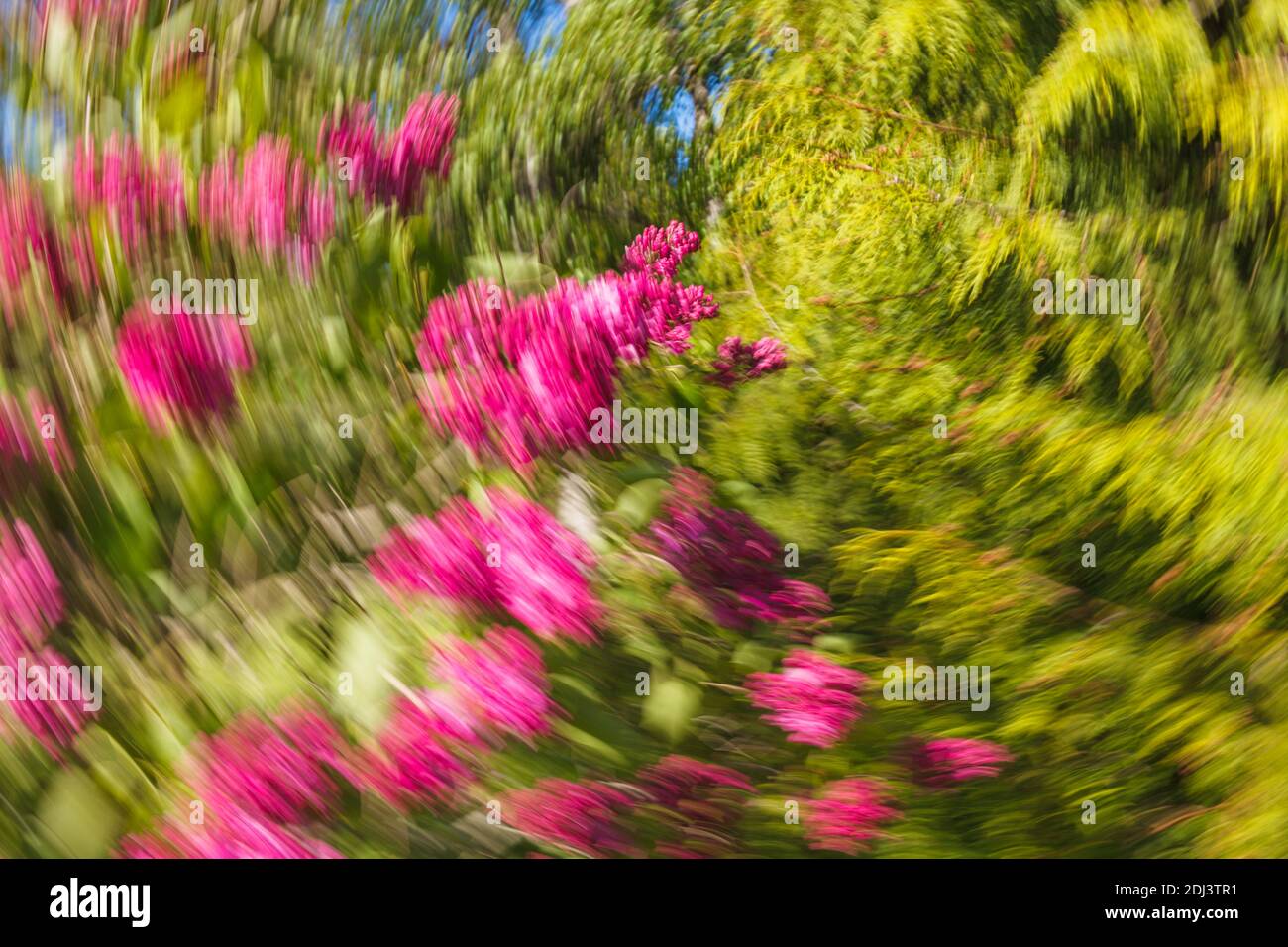 Artsy swirling motion blurred purple flowers Stock Photo - Alamy