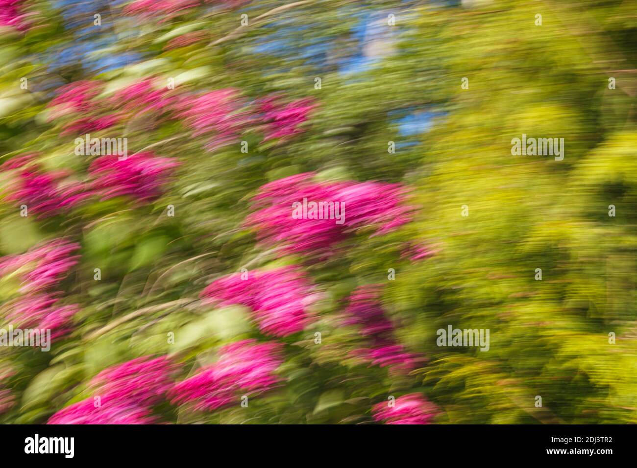Artsy swirling motion blurred purple flowers Stock Photo - Alamy