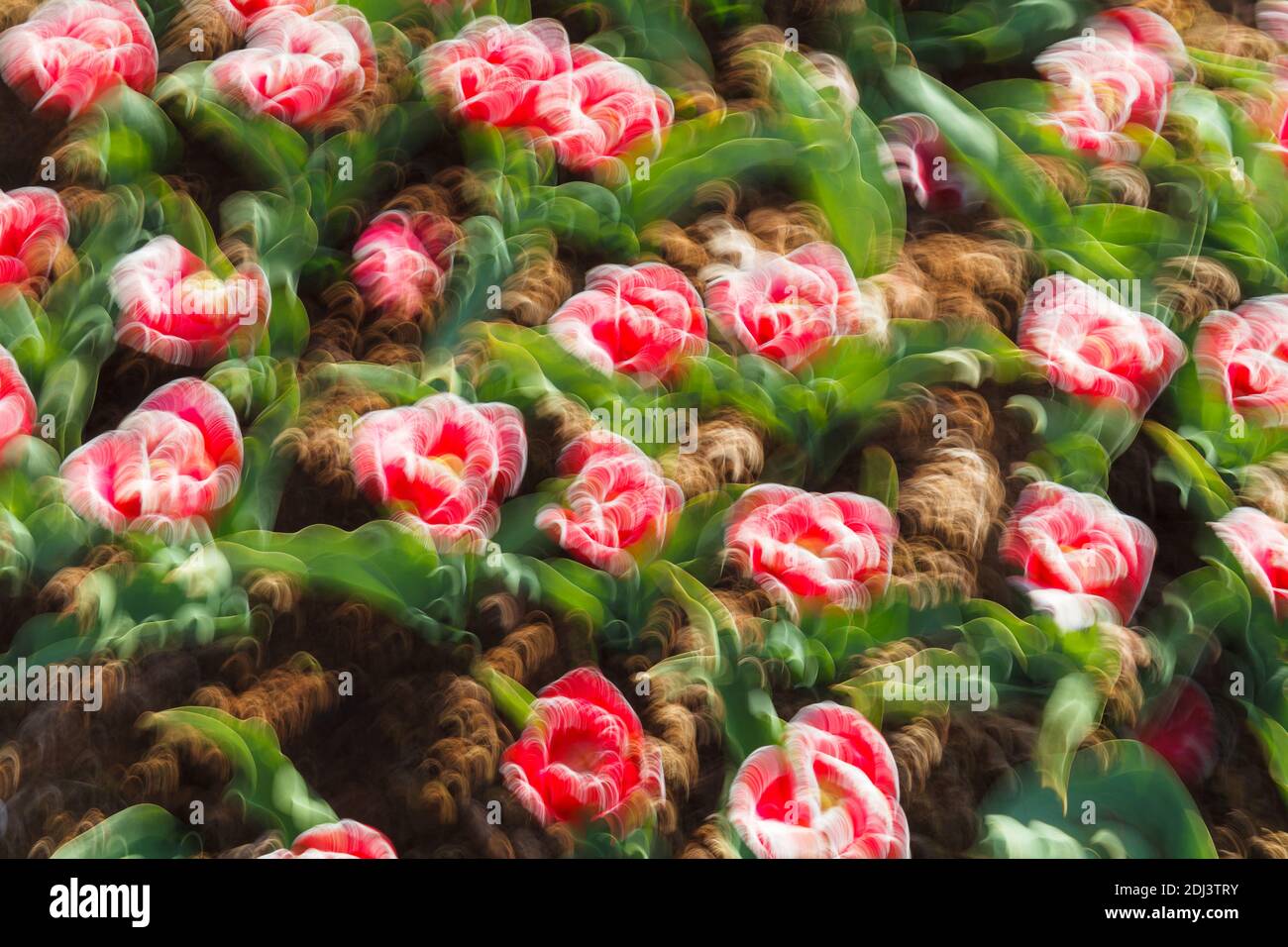 Artsy motion blurred pink tulips Stock Photo - Alamy