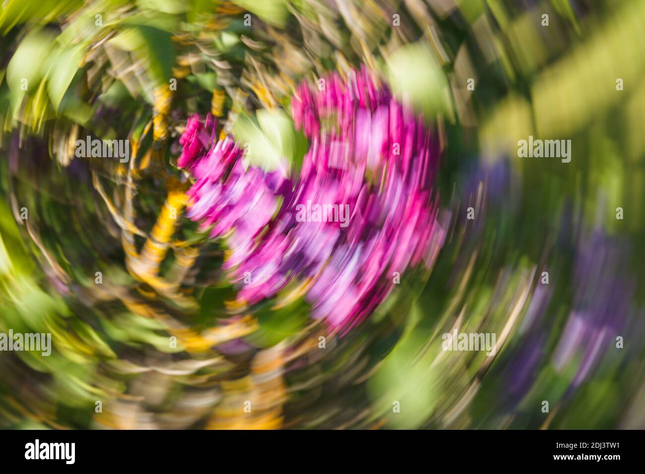 Artsy swirling motion blurred purple flowers Stock Photo - Alamy