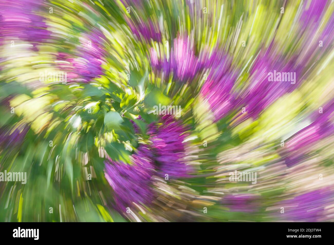 Artsy swirling motion blurred purple flowers Stock Photo - Alamy