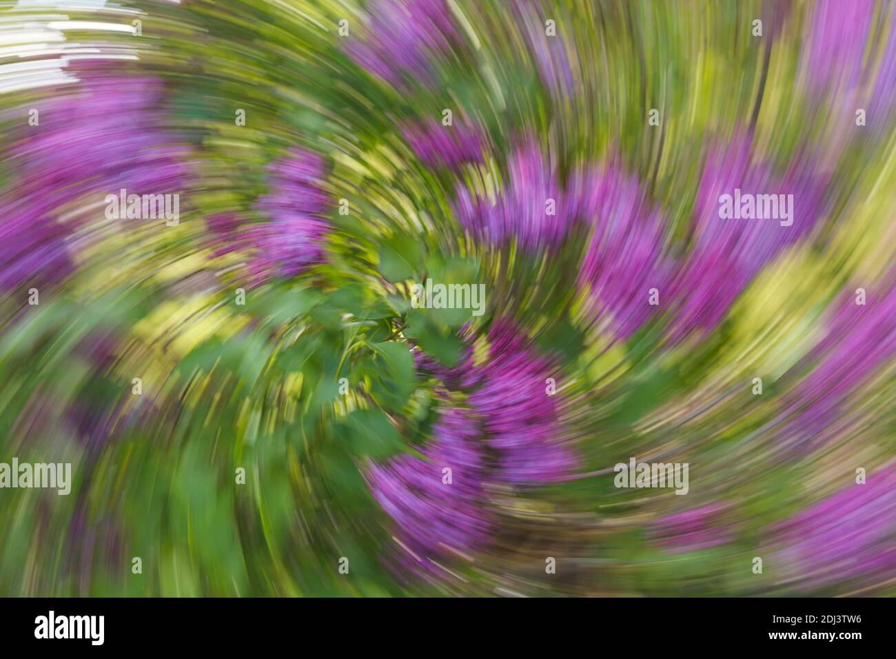 Artsy swirling motion blurred purple flowers Stock Photo - Alamy