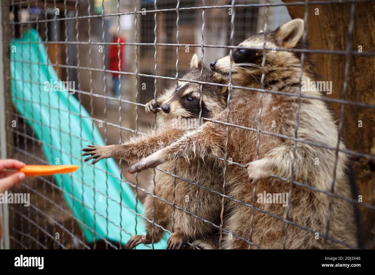 cute fluffy raccoons in a cage at the zoo Stock Photo - Alamy