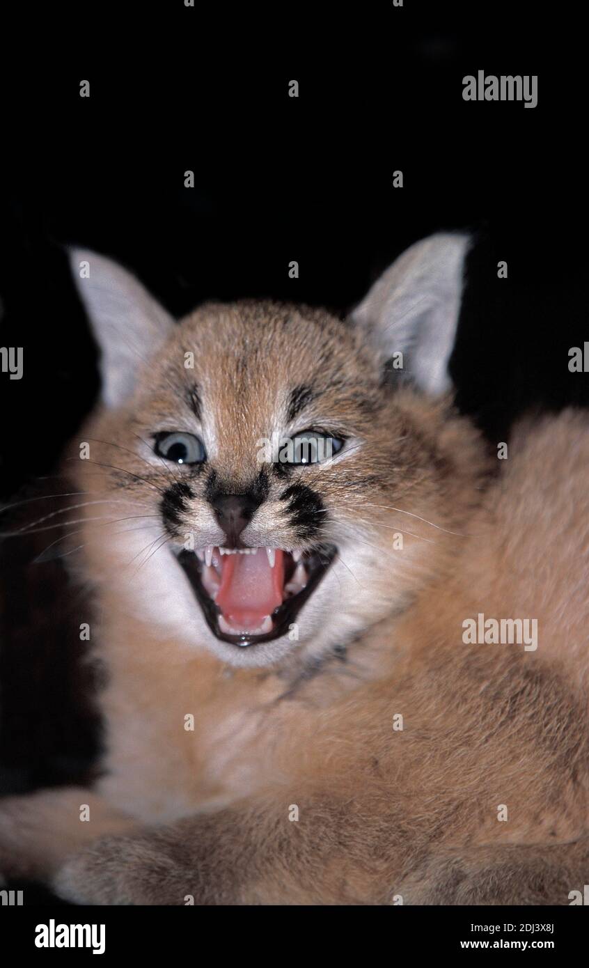 Caracal, caracal caracal, Cub snarling Stock Photo - Alamy