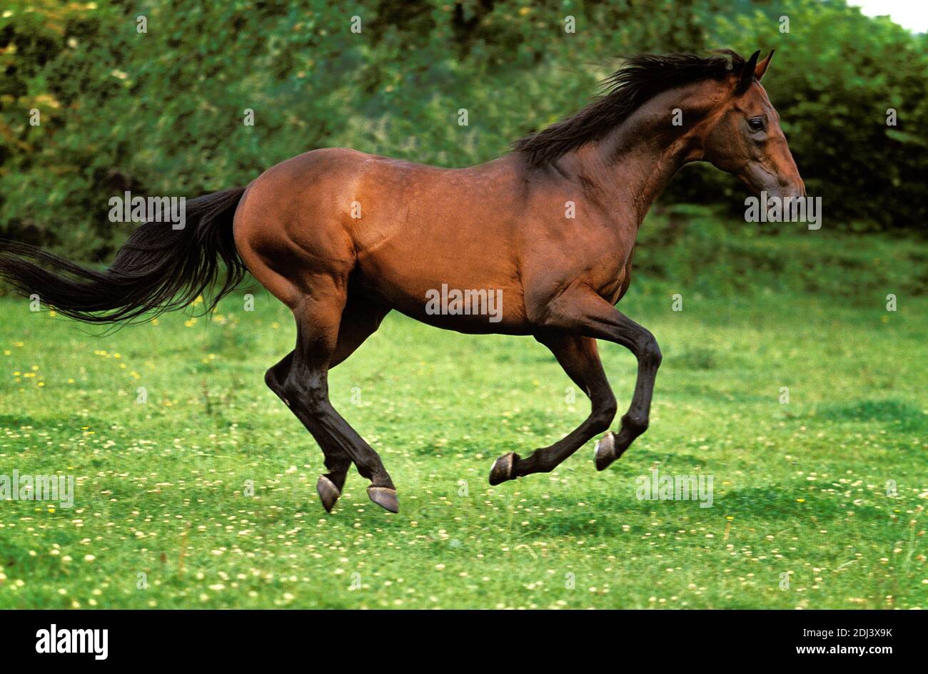 English thoroughbred Horse Galloping through Paddock Stock Photo - Alamy