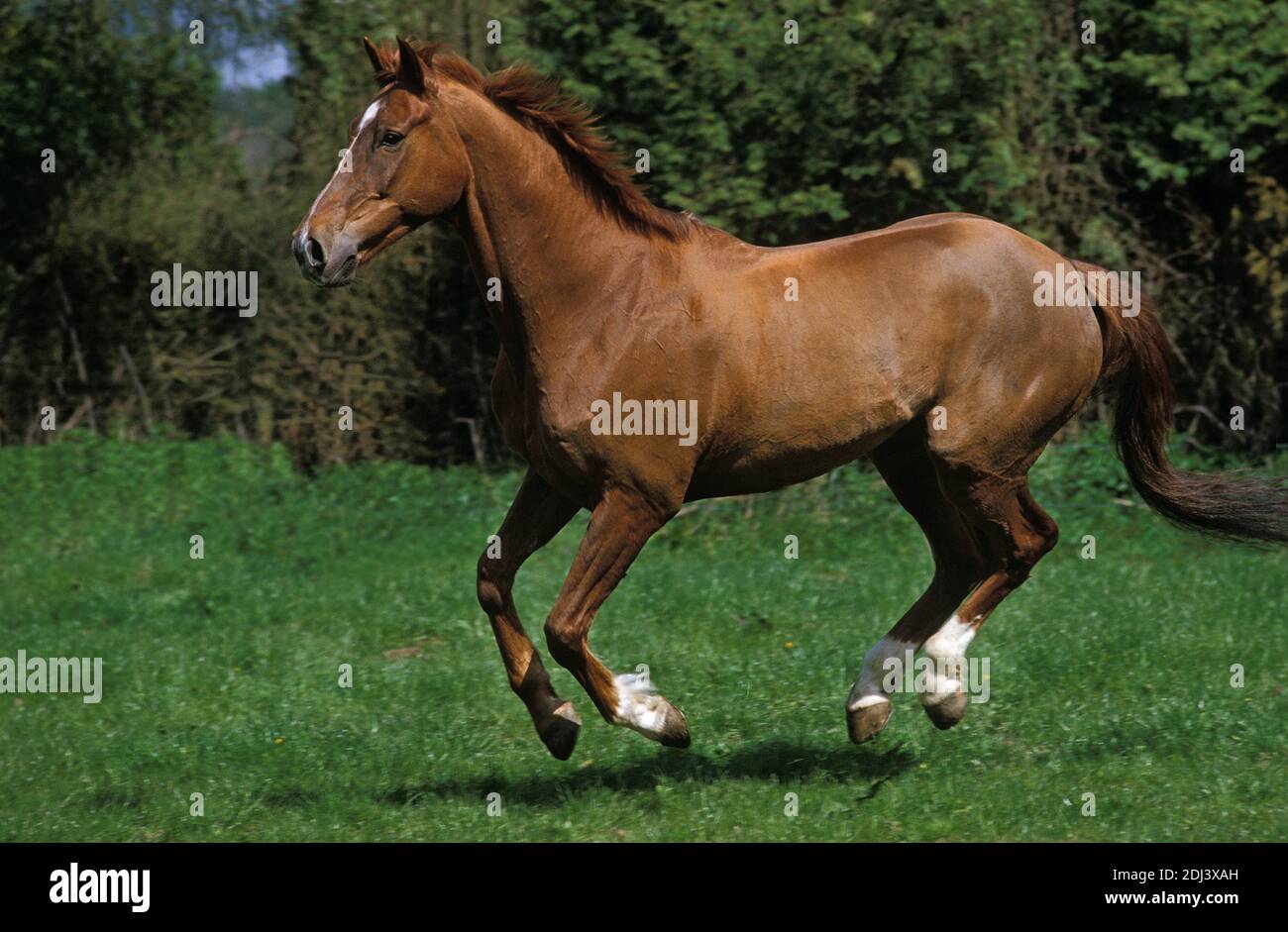 Anglo Arab Horse Galloping Through Meadow Stock Photo - Alamy