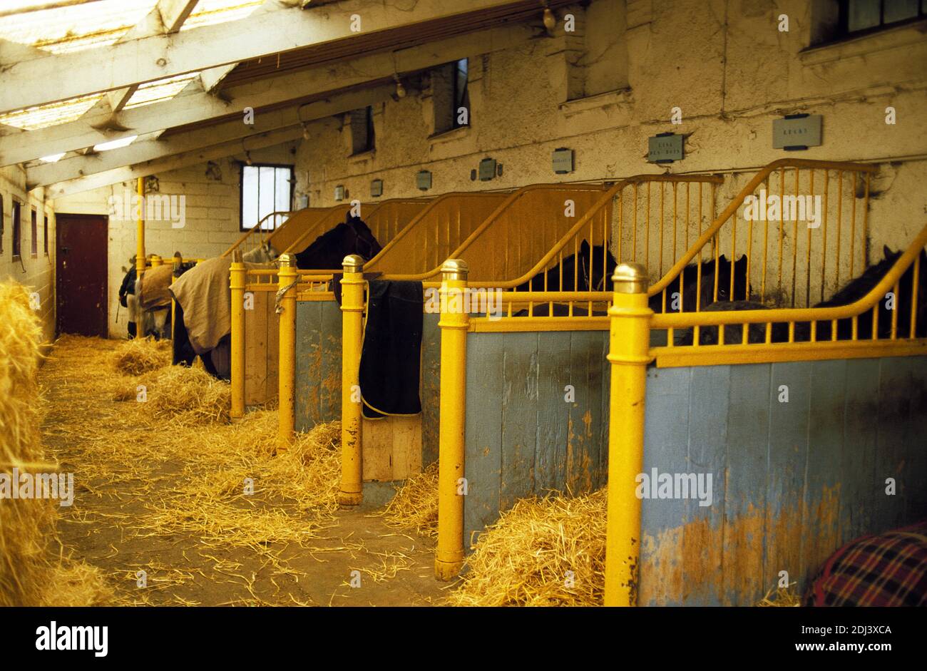 Horse in Stables Stock Photo - Alamy