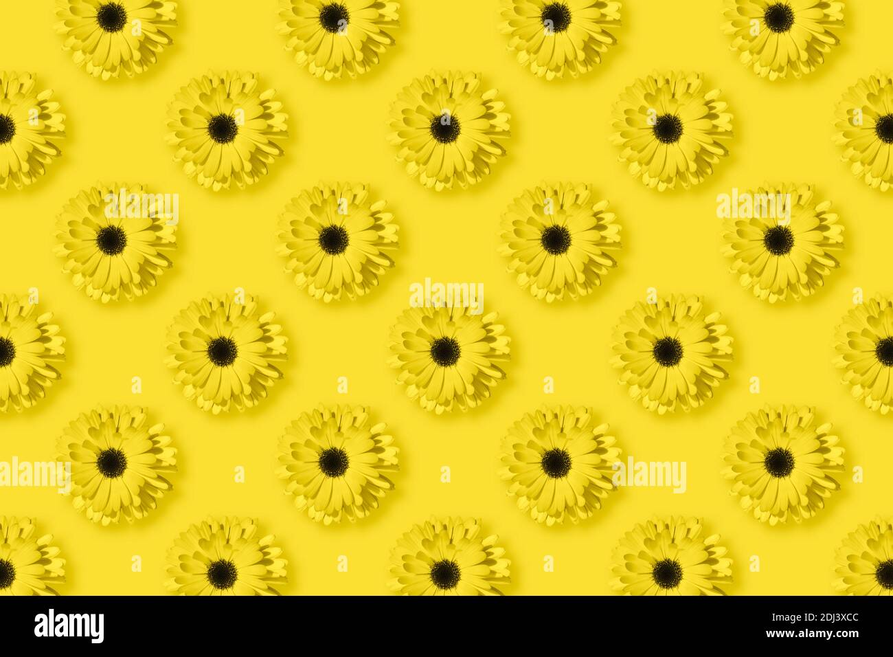Daisies, chamomile or gerbera flower pattern on Illuminating yellow ...