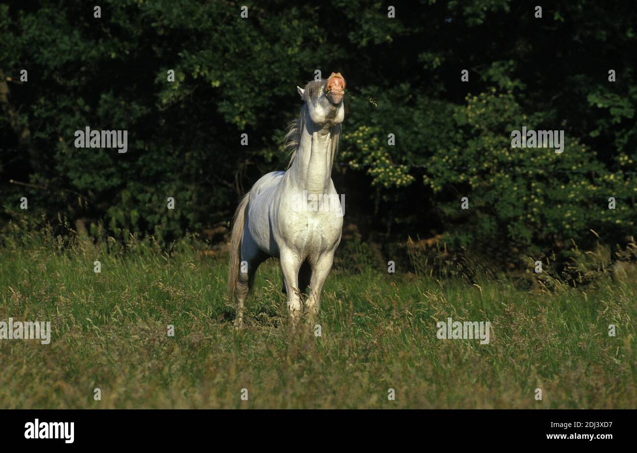 Flehming horse hi-res stock photography and images - Alamy